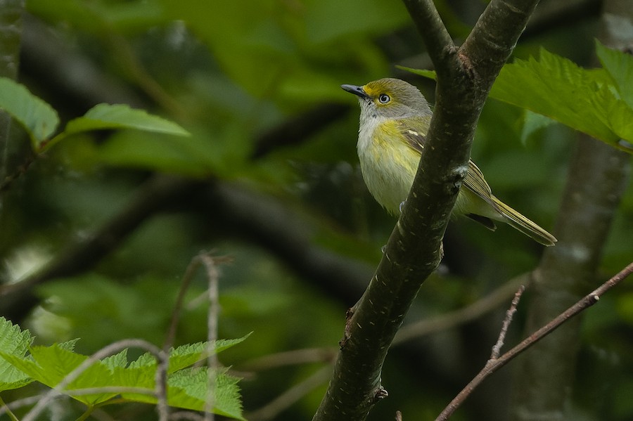 White-eyed Vireo (White-eyed) - eBird