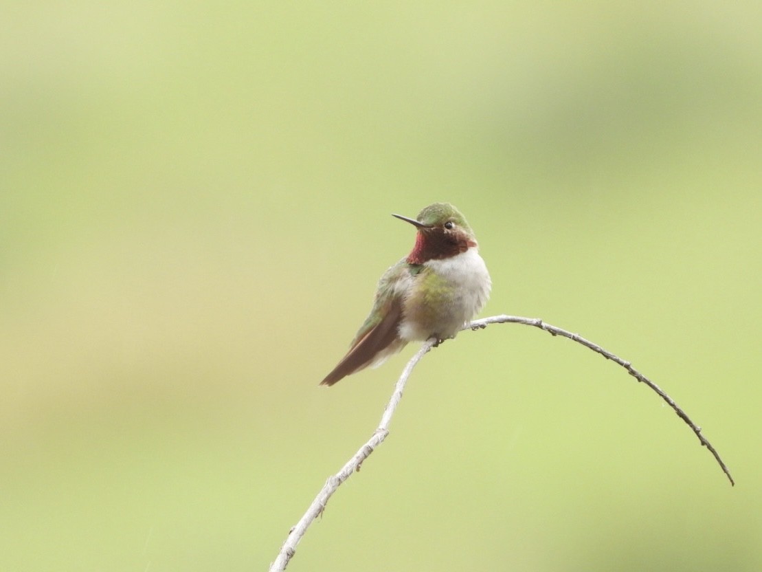 eBird Checklist - 4 Jun 2023 - Lair O' the Bear Park - 25 species