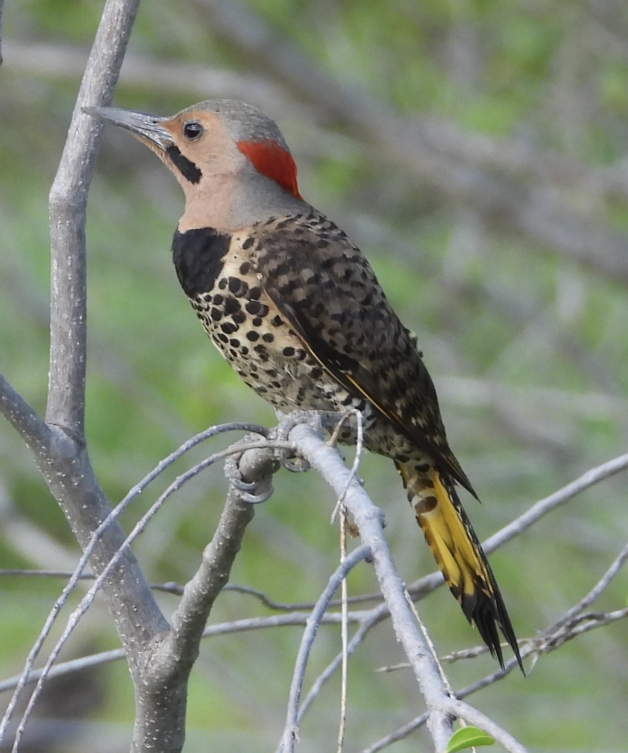 Northern Flicker (Grand Cayman I.) - eBird
