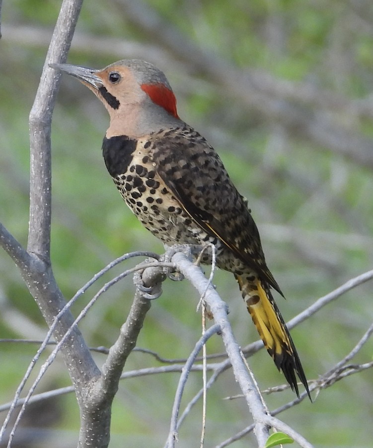 Northern Flicker (Grand Cayman I.) - eBird