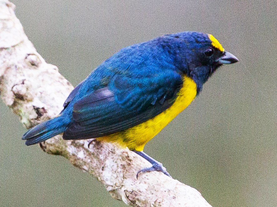 Fulvous-vented Euphonia - eBird