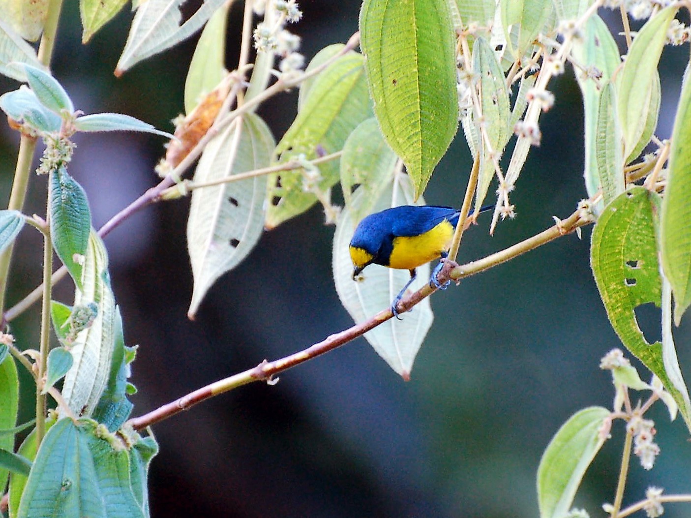 Fulvous-vented Euphonia - eBird