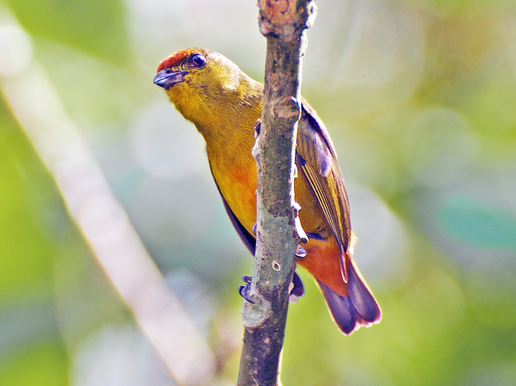 Fulvous-vented Euphonia - eBird
