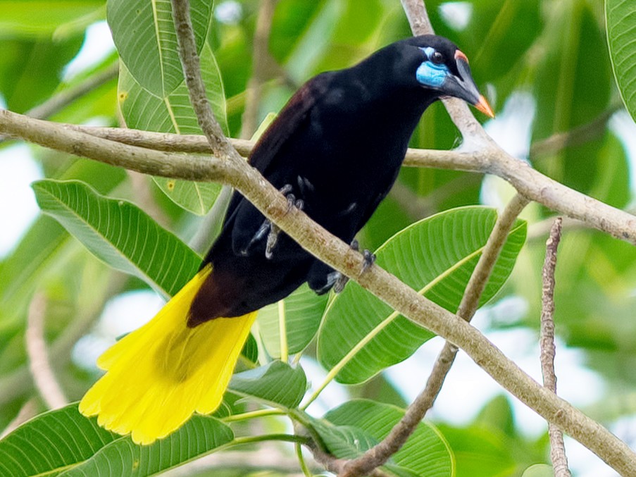 Black Oropendola - Psarocolius guatimozinus - Birds of the World