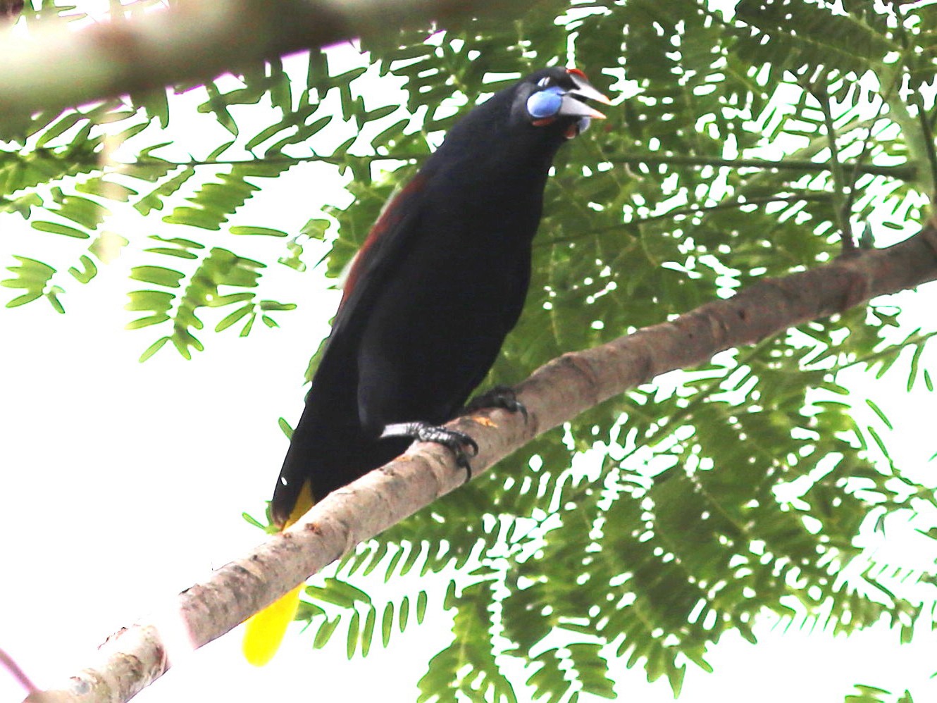 Black Oropendola - eBird