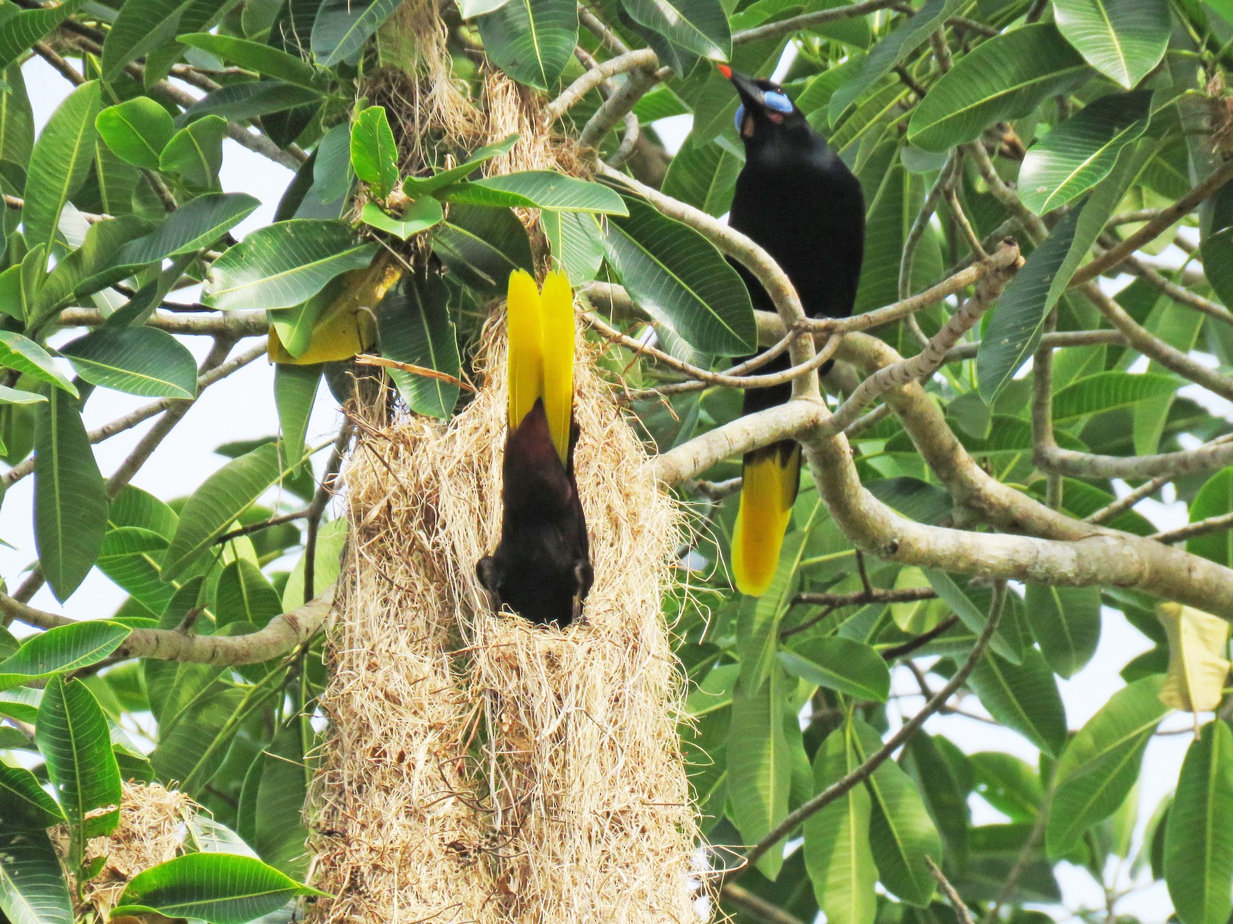 Black Oropendola - eBird