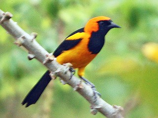 Orange-crowned Oriole - eBird