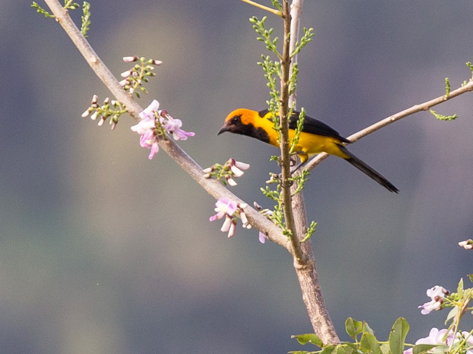 Orange-crowned Oriole - eBird