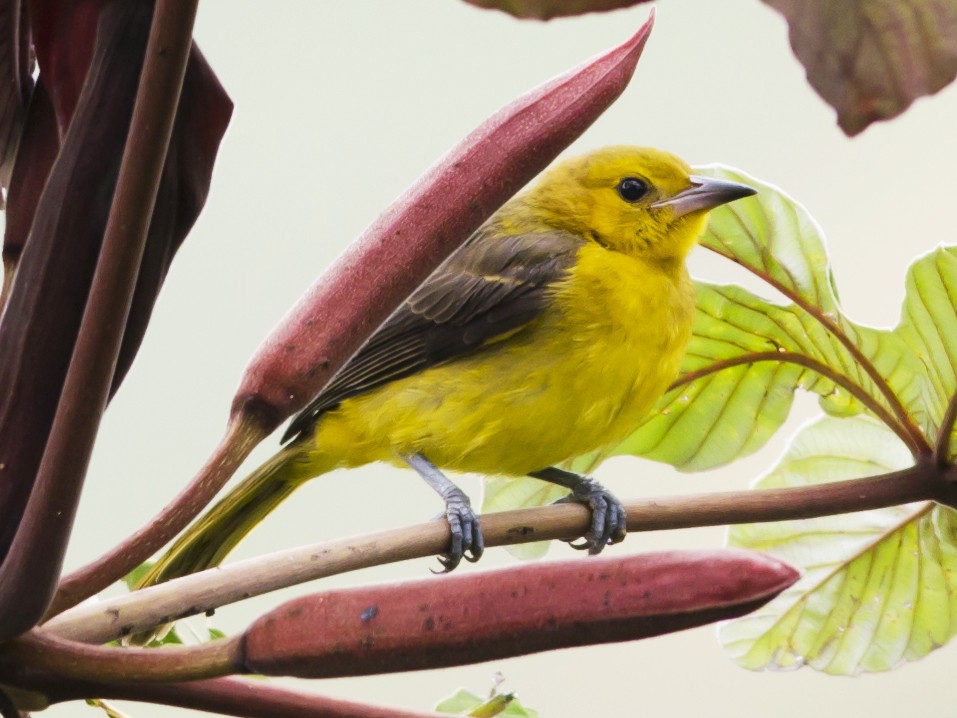 Orange-crowned Oriole - eBird