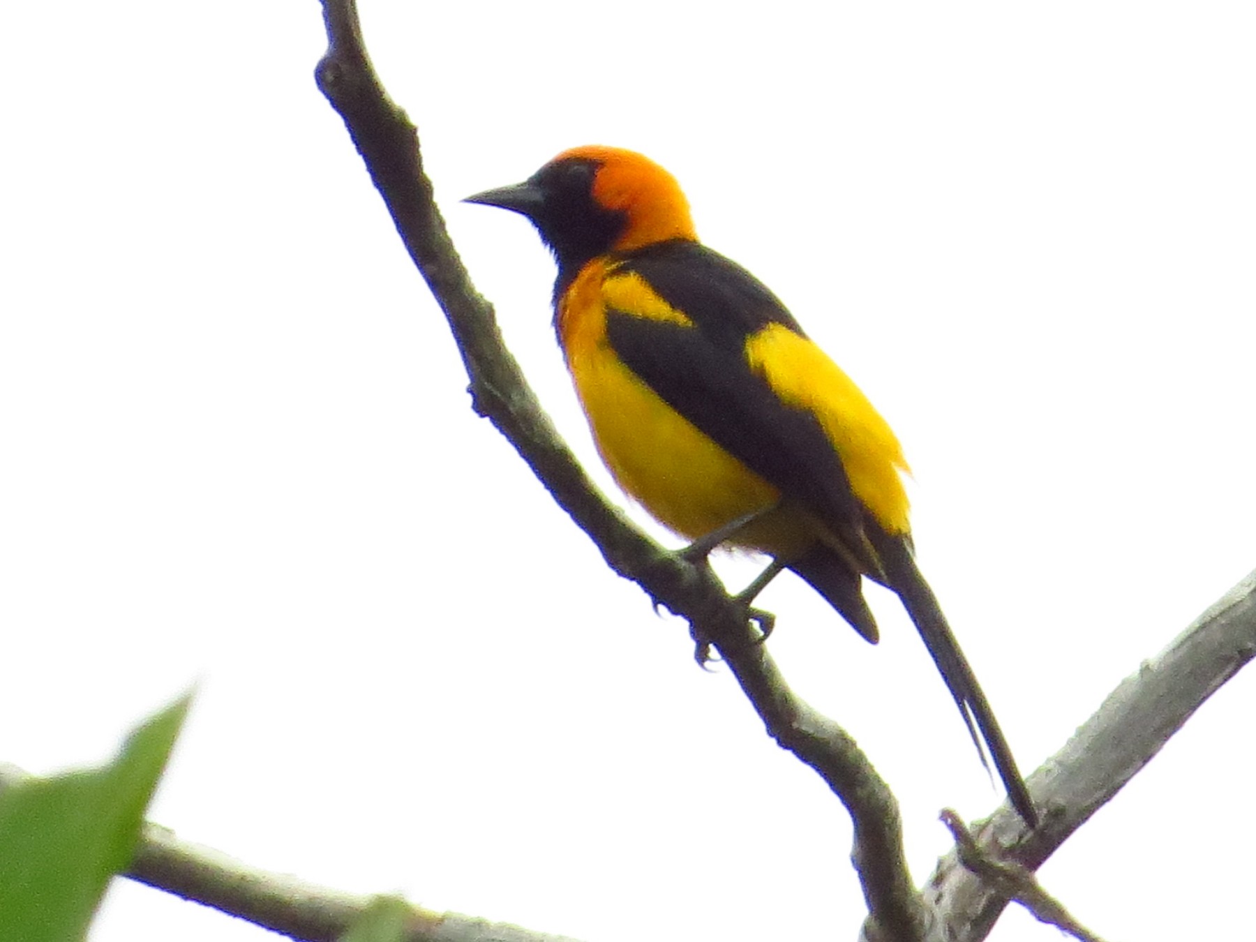 Orange-crowned Oriole - eBird