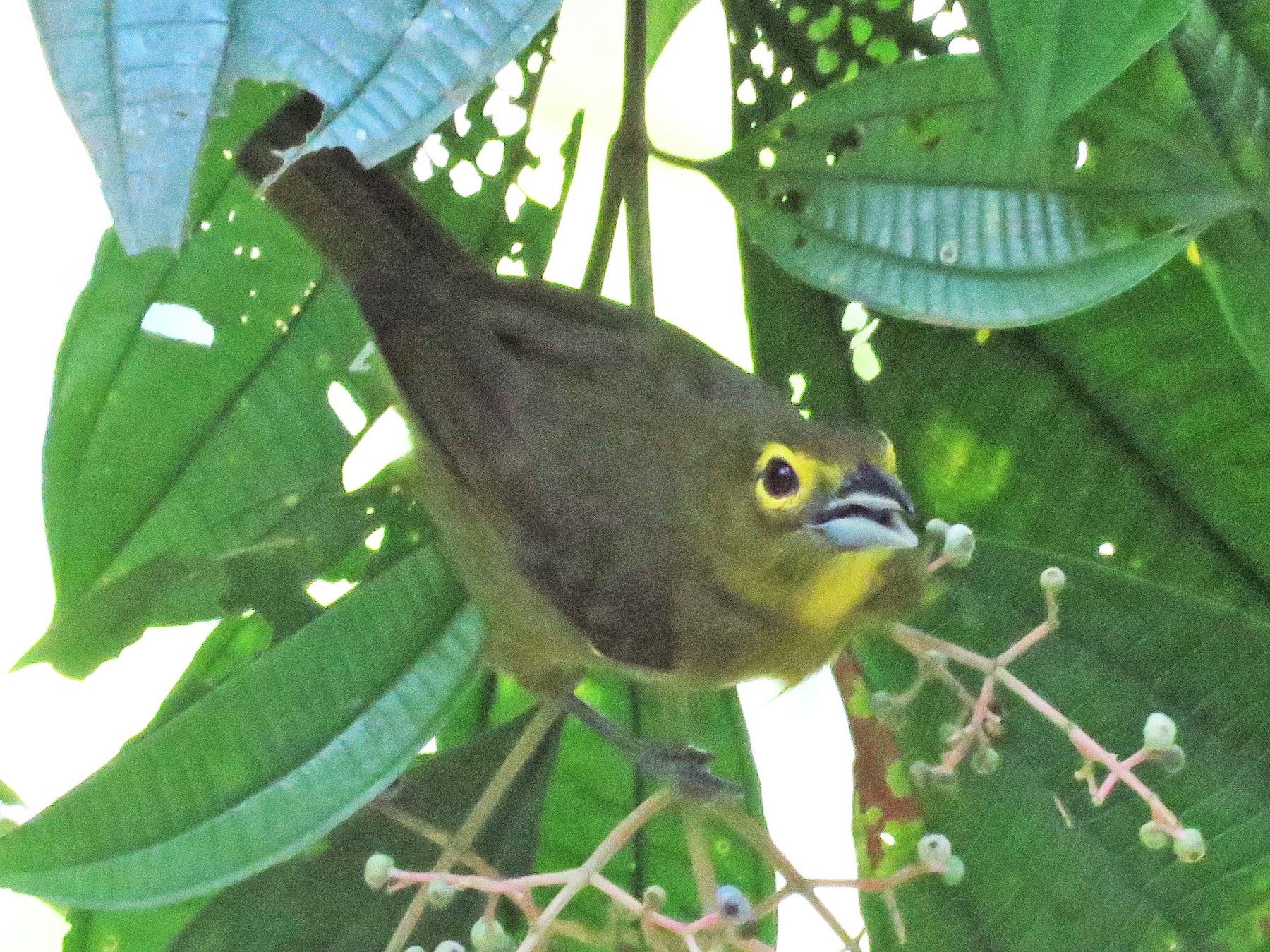 Lemon-spectacled Tanager - eBird