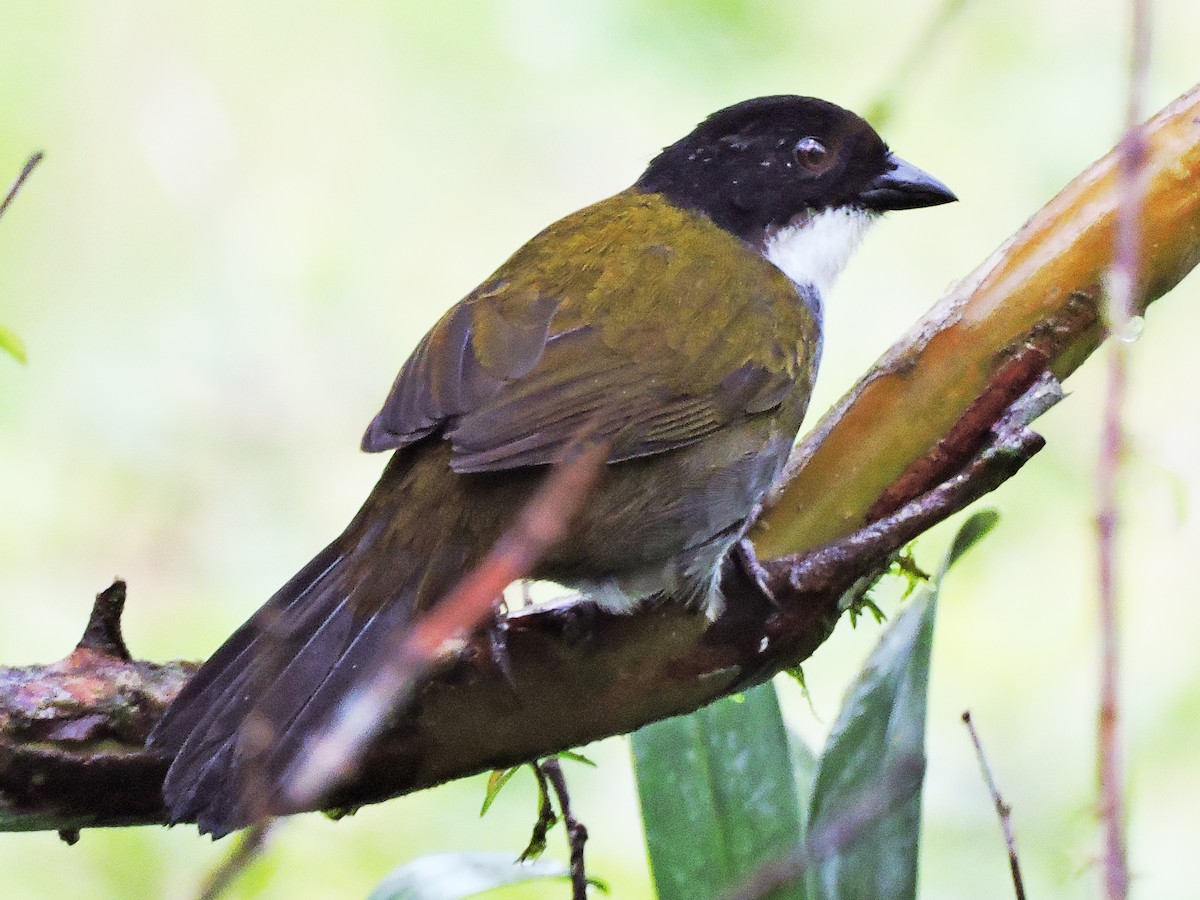 Black-headed Brushfinch - Arremon atricapillus - Birds of the World