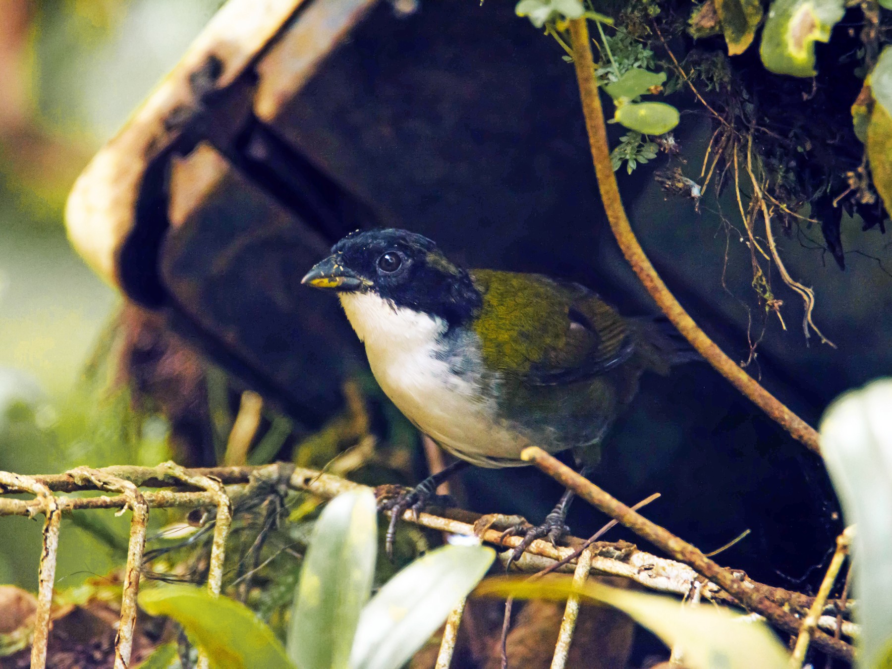 Black-headed Brushfinch - eBird