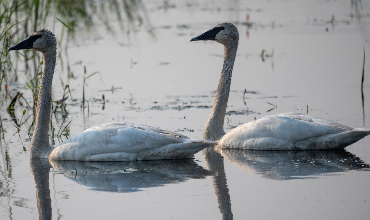 eBird Checklist - 4 Jun 2023 - George W. Mead SWA--South Rice Lake - 6 ...