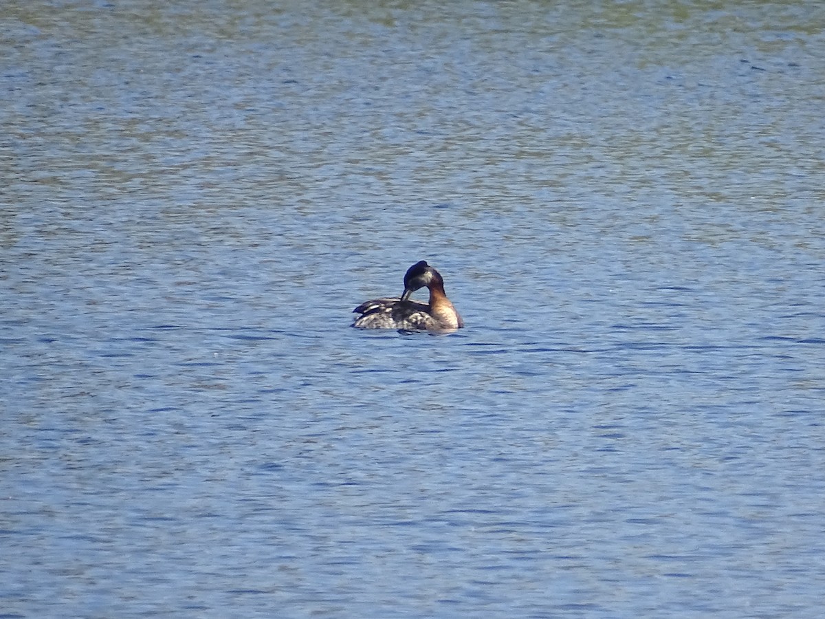 eBird Checklist - 4 Jun 2023 - Spring Meadow Lake - 22 species