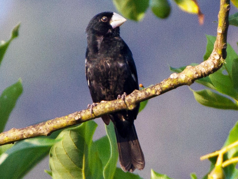 Large-billed Seed-Finch - Sporophila crassirostris - Birds of the World