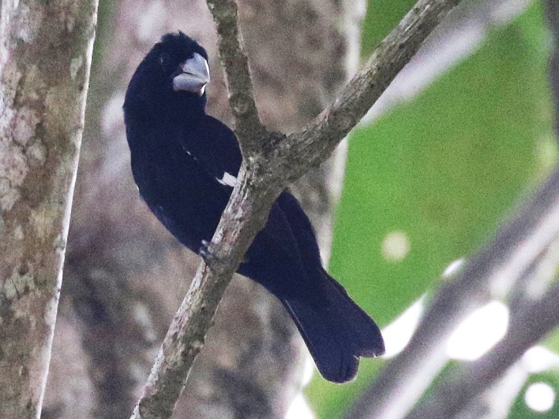 Large-billed Seed-Finch - eBird