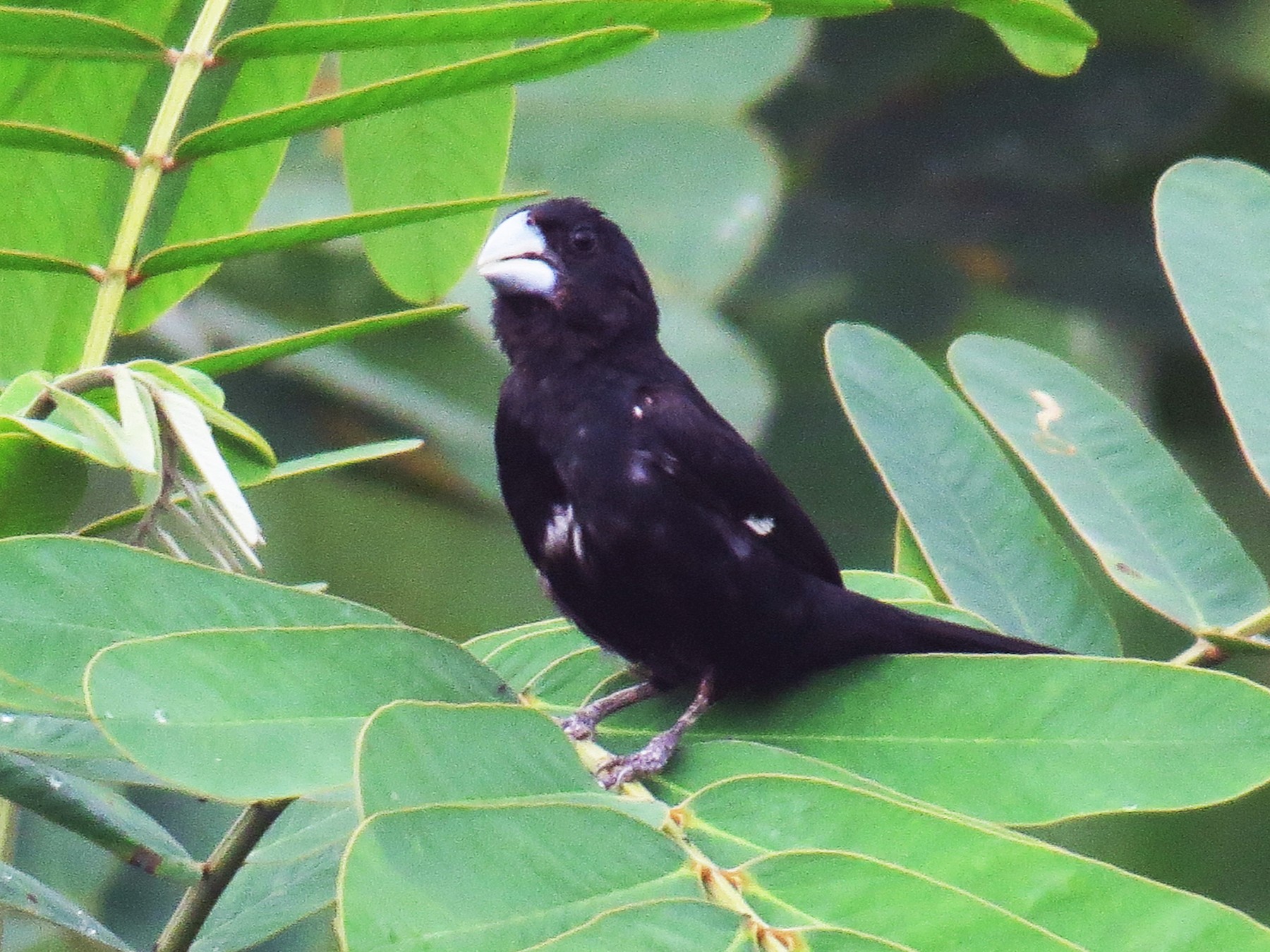 Large-billed Seed-Finch - eBird