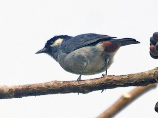 White-eared Conebill - eBird