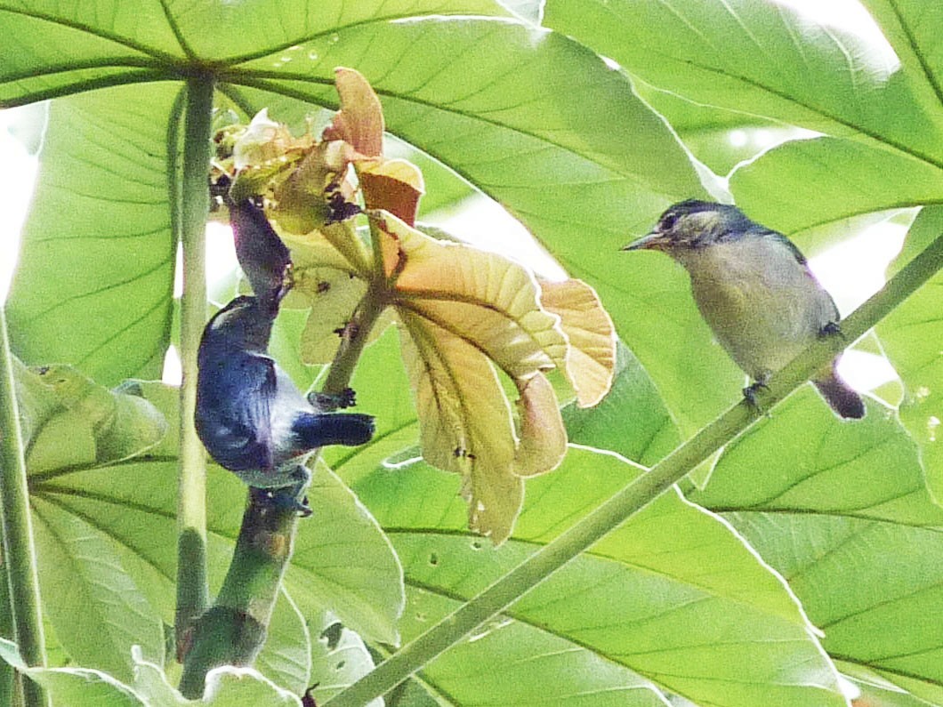White-eared Conebill - eBird