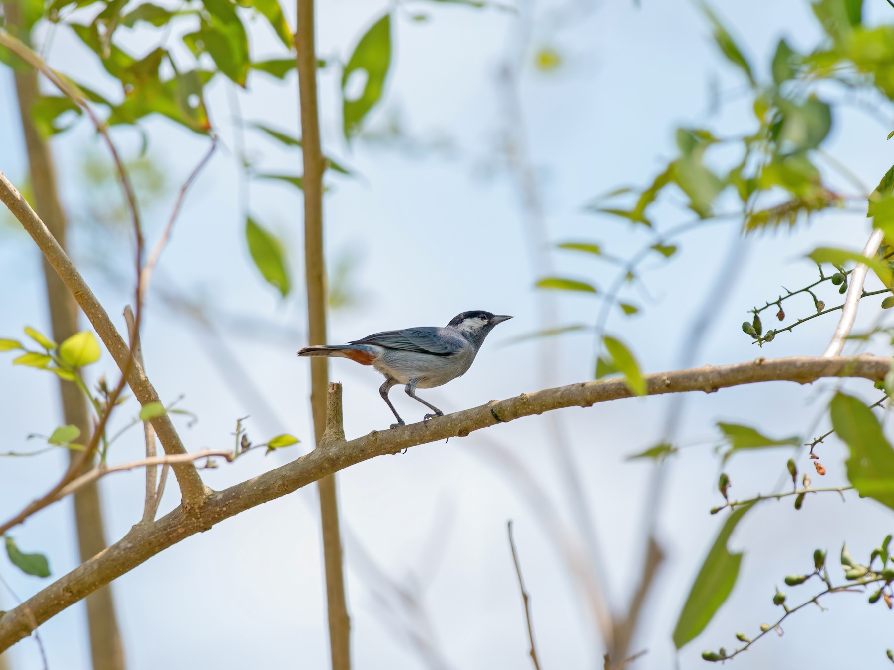 White-eared Conebill - eBird