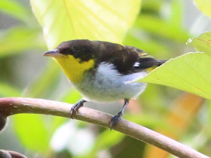 Yellow-backed Tanager - eBird
