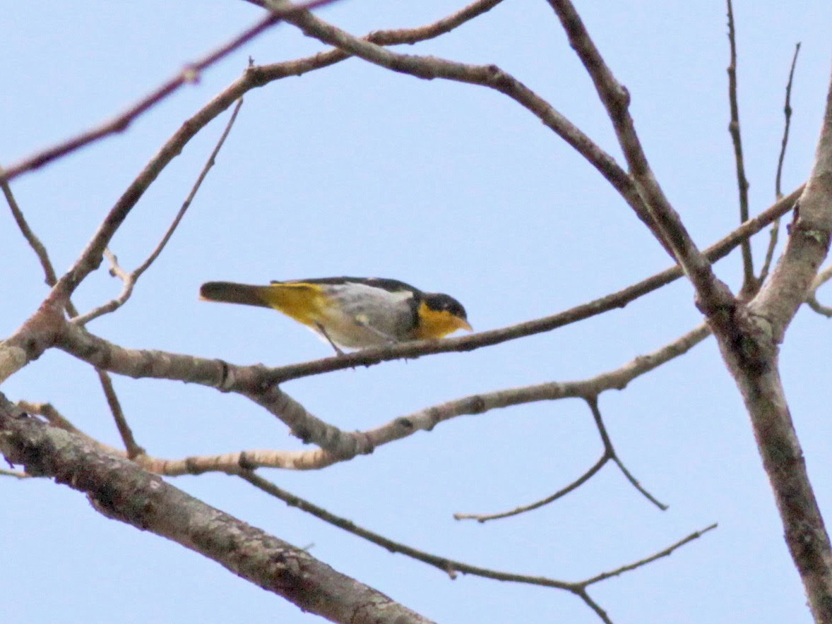 Yellow-backed Tanager - eBird