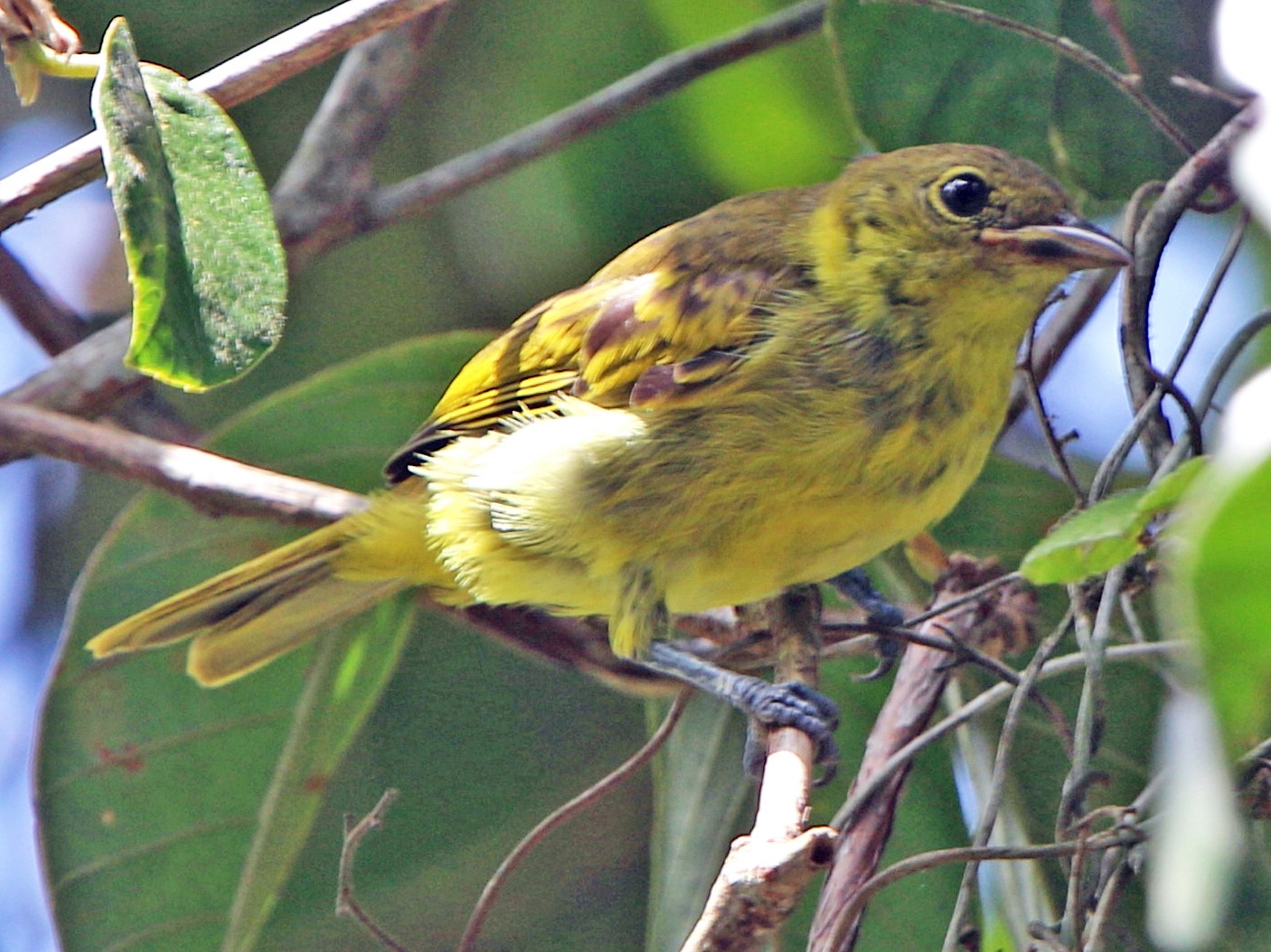 Yellow-backed Tanager - eBird