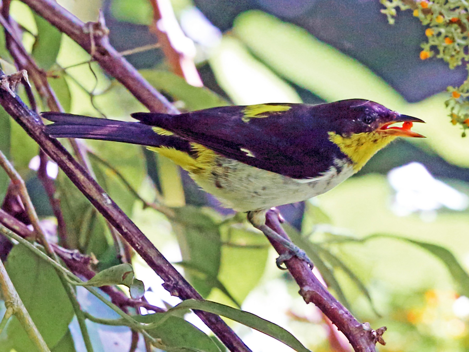 Yellow-backed Tanager - eBird