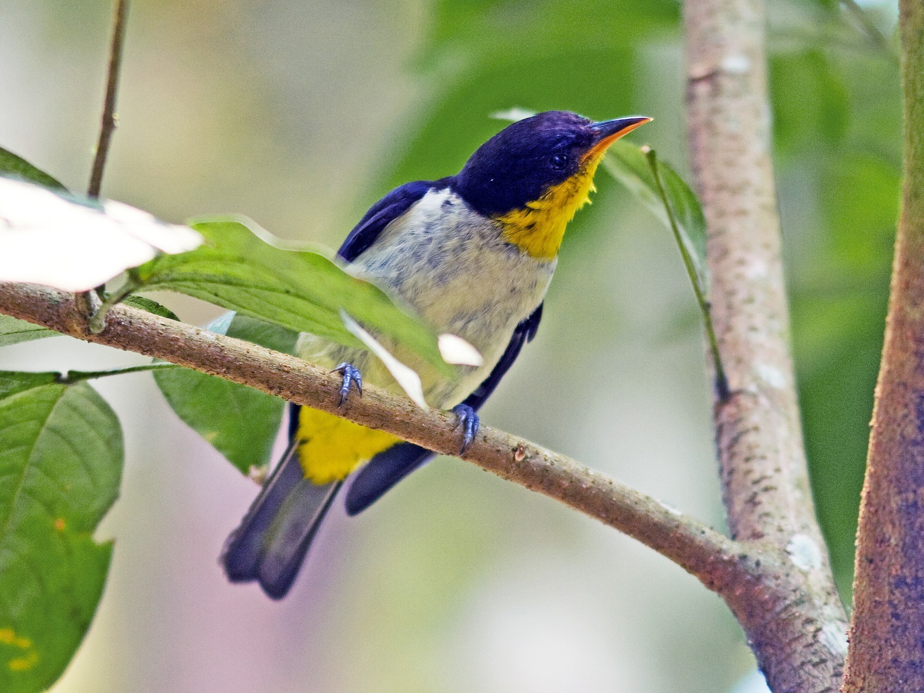 Yellow-backed Tanager - eBird