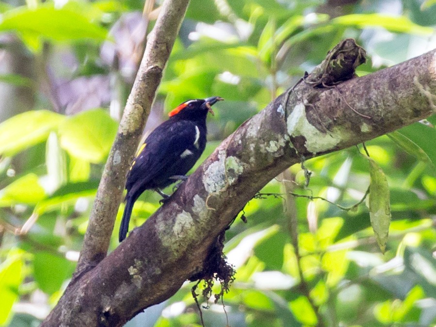 Scarlet-browed Tanager - eBird