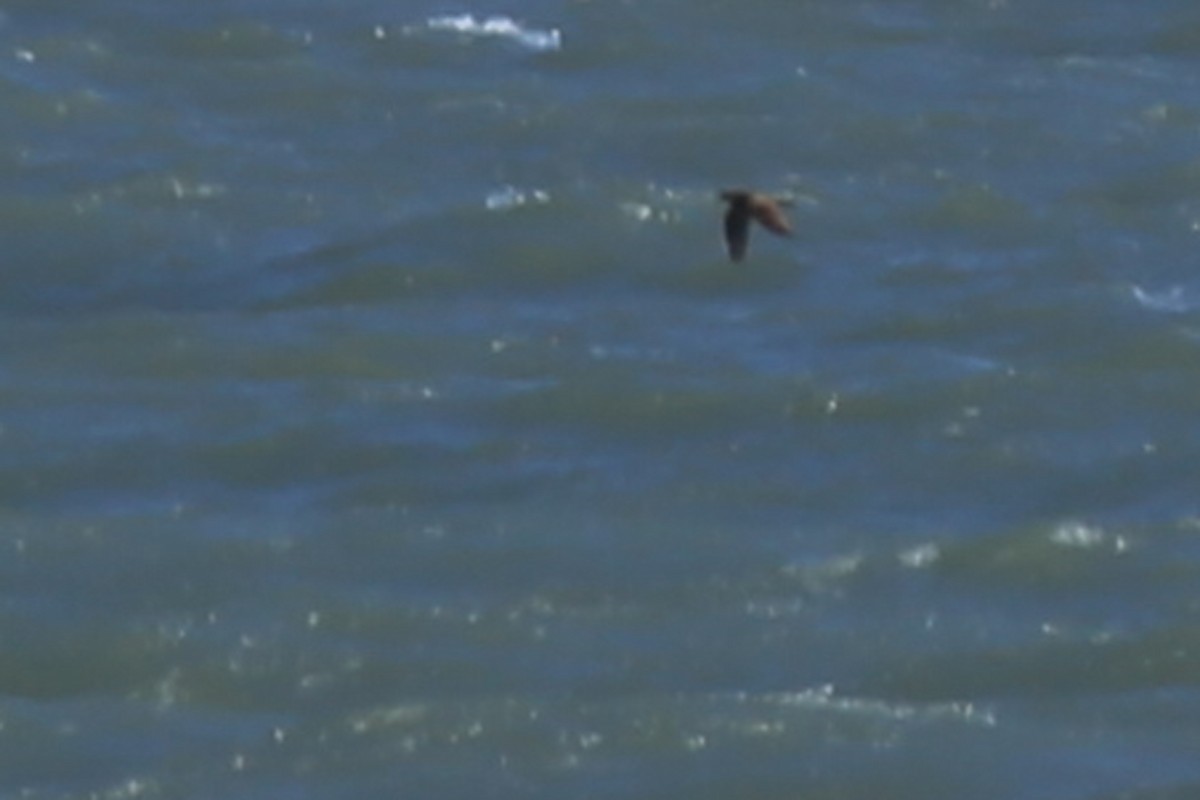 Virginia Breeding Bird Atlas Checklist - 15 May 2017 - Rudee Inlet - 6 ...