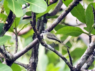 Forest Elaenia - eBird
