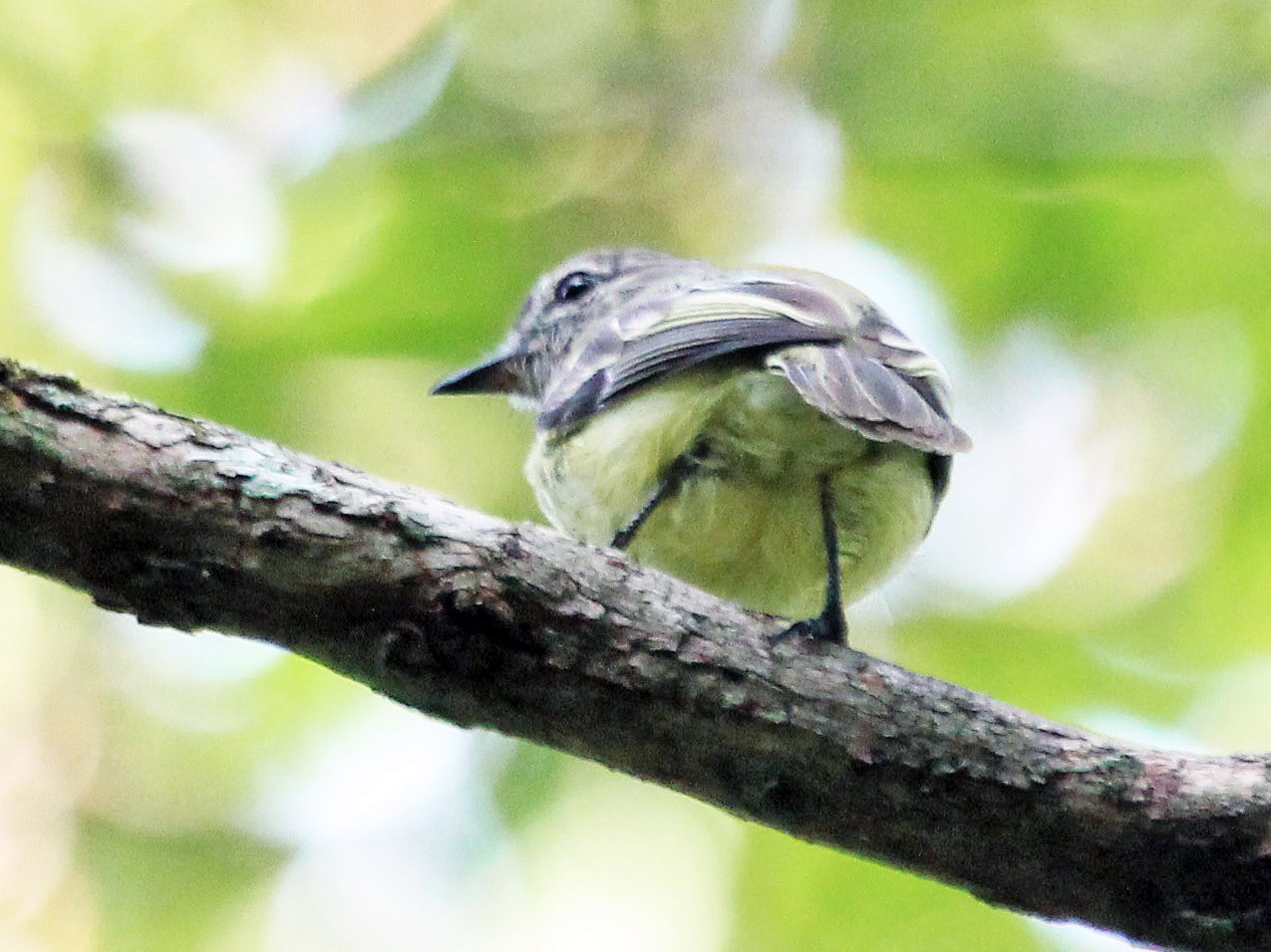 Fiofío Selvático - eBird