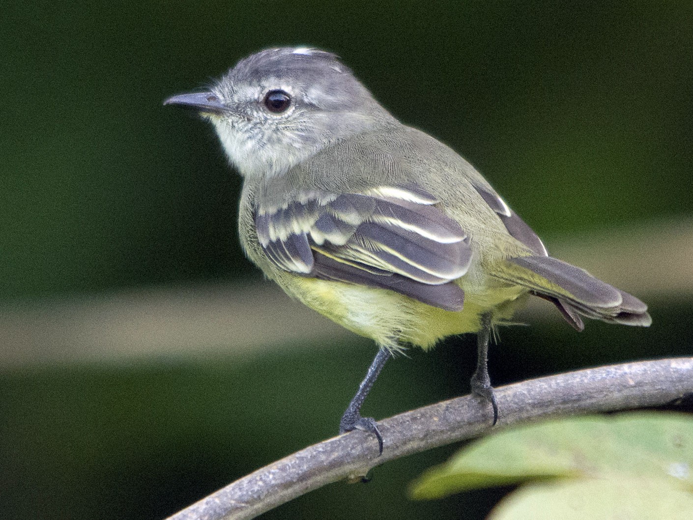 Forest Elaenia - eBird