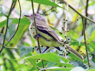 Forest Elaenia - eBird