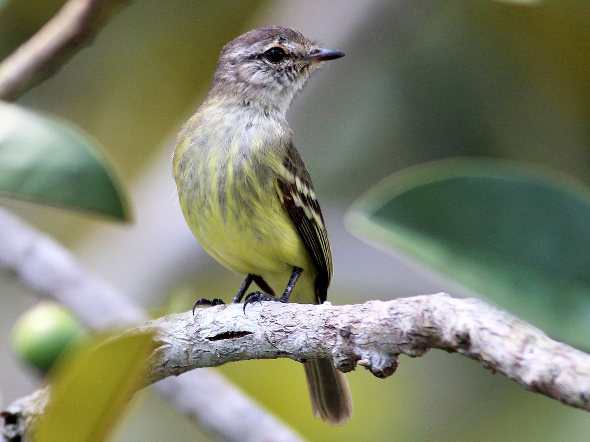 Forest Elaenia - Myiopagis gaimardii - Birds of the World