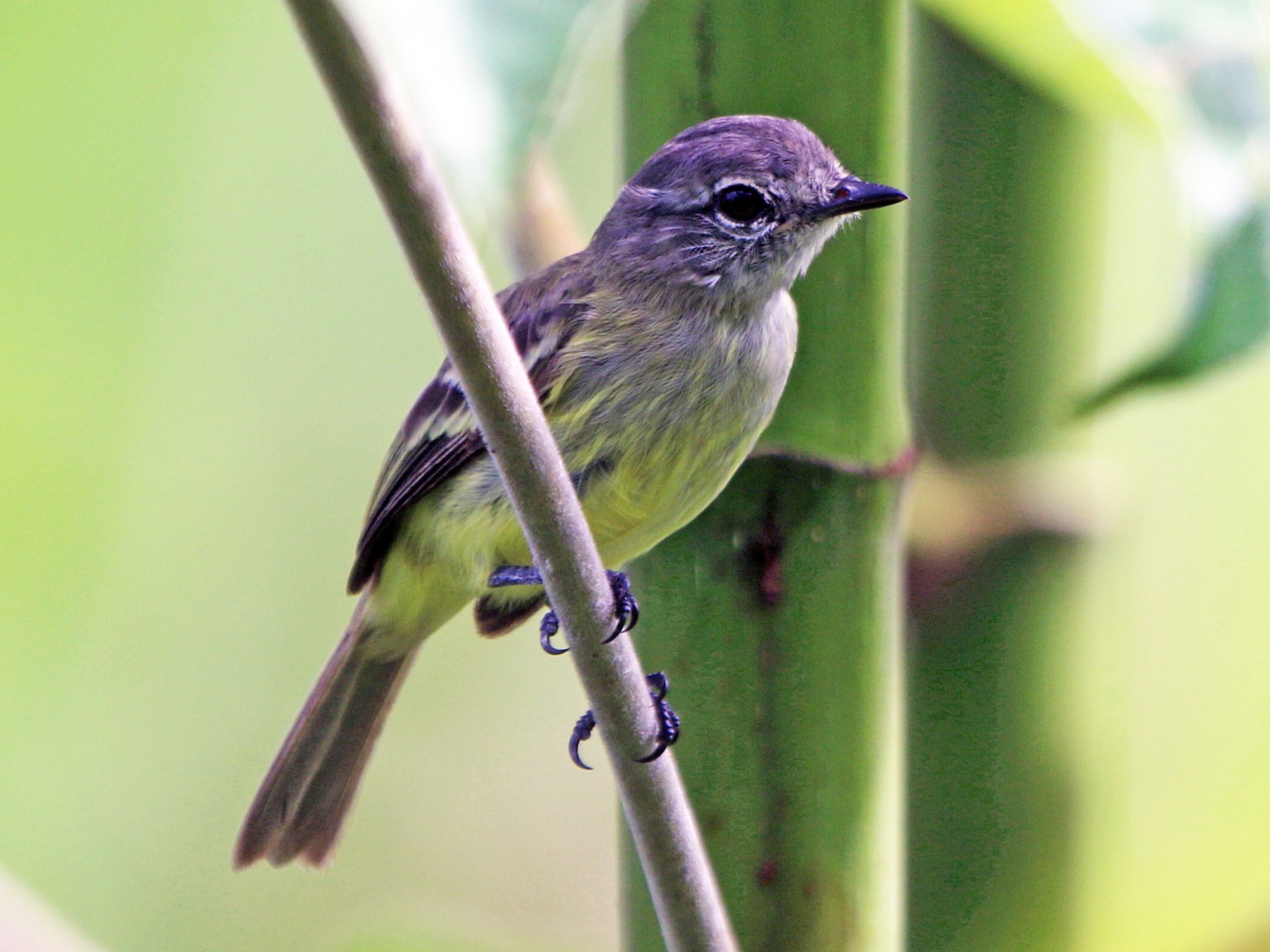 Forest Elaenia - eBird