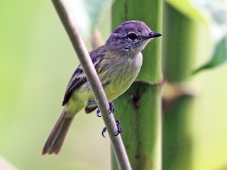 Forest Elaenia - eBird