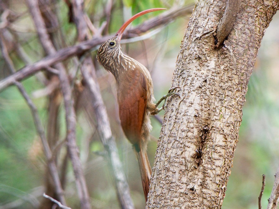 Red-billed Scythebill - eBird