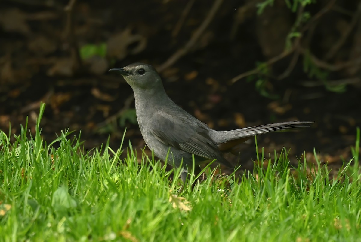 eBird Québec Checklist - 4 Jun 2023 - De ma cour - 27 species