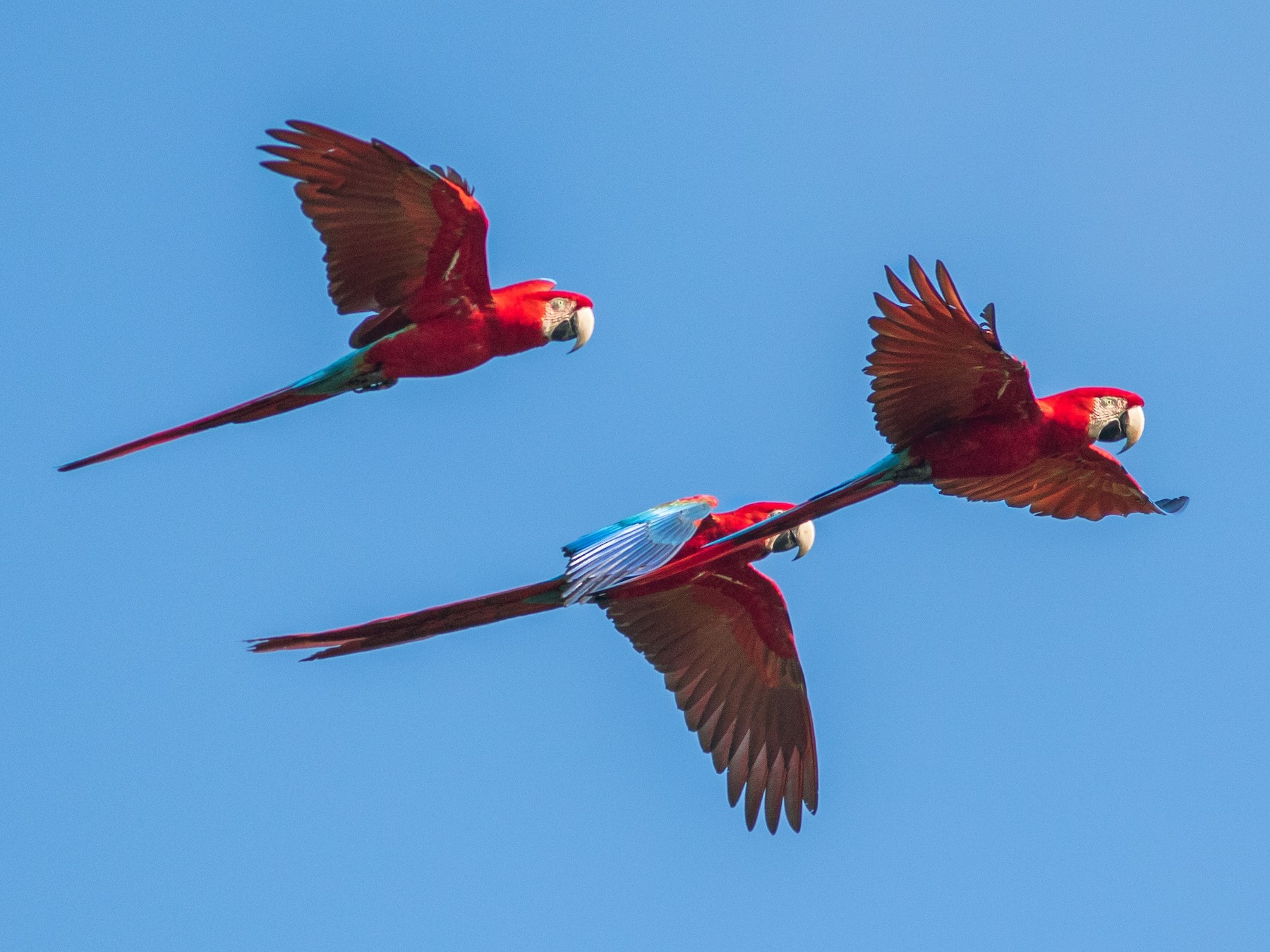Scarlet Macaw In Flight