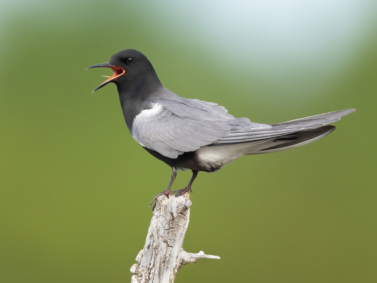Black Tern - Chlidonias niger - Birds of the World