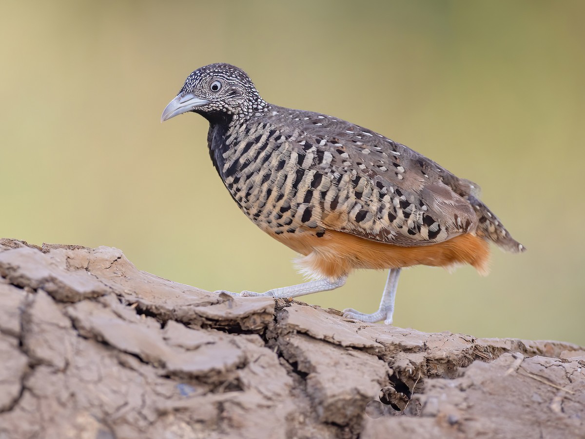 Barred Buttonquail - Turnix suscitator - Birds of the World