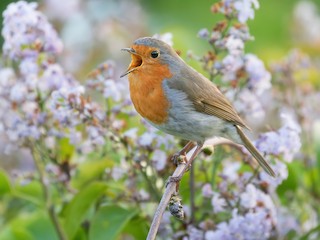 European Robin - Erithacus rubecula - Birds of the World
