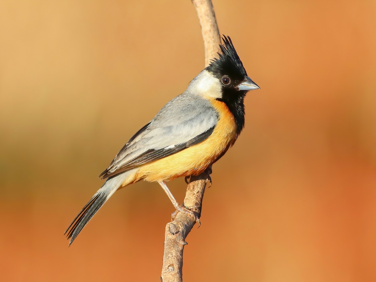 Coal-crested Finch - Charitospiza eucosma - Birds of the World