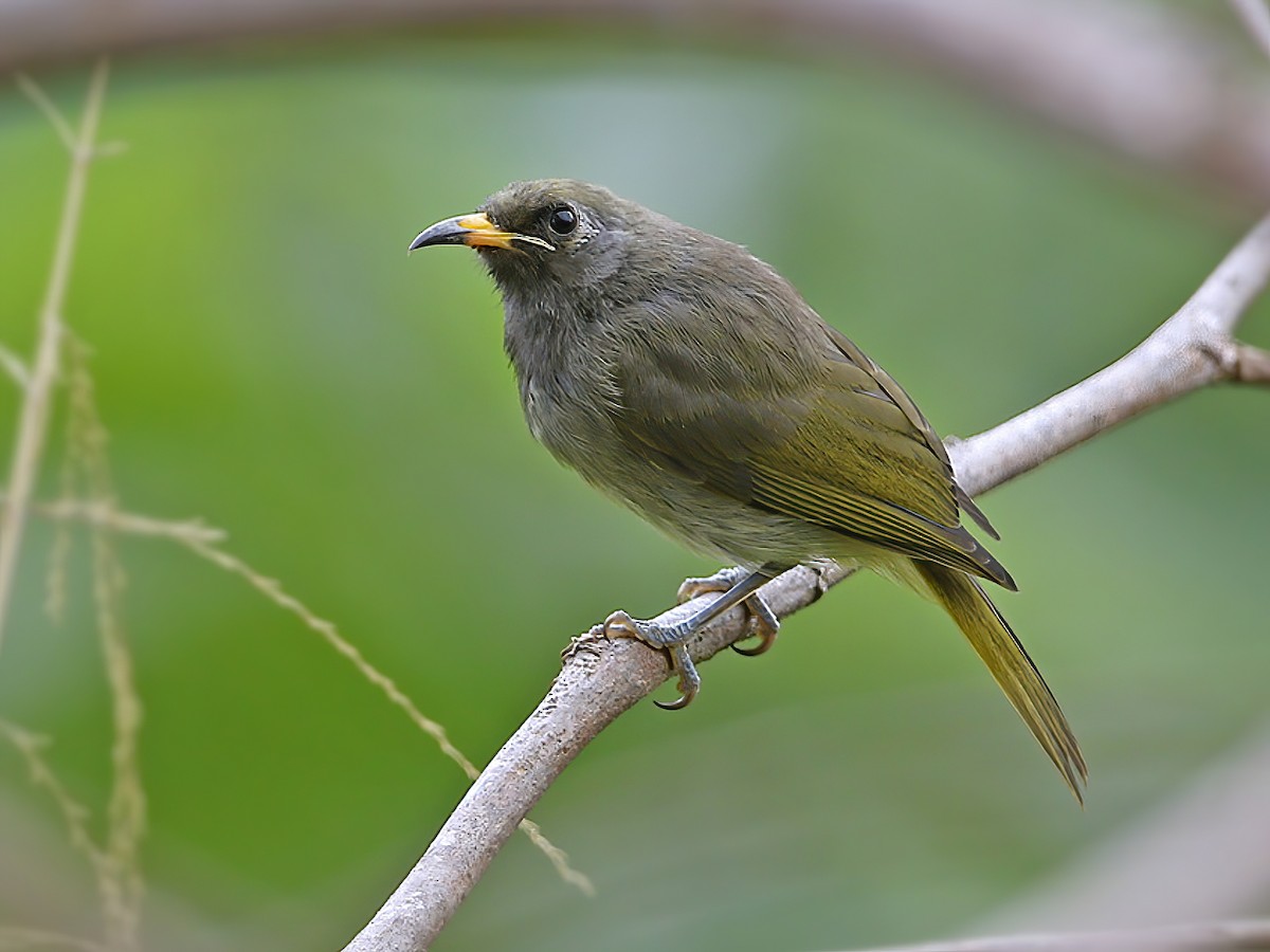 Buru Honeyeater - Lichmera deningeri - Birds of the World