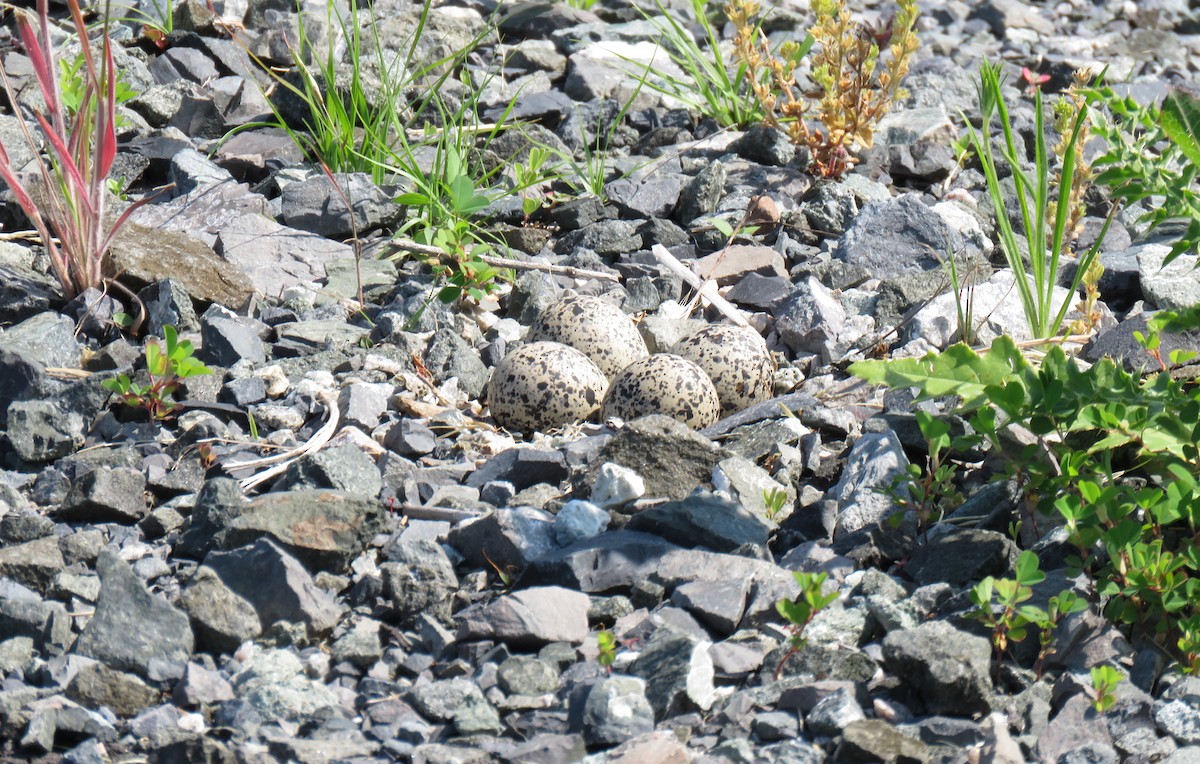 eBird Checklist - 5 Jun 2023 - Silver Lake Regional Park - 54 species