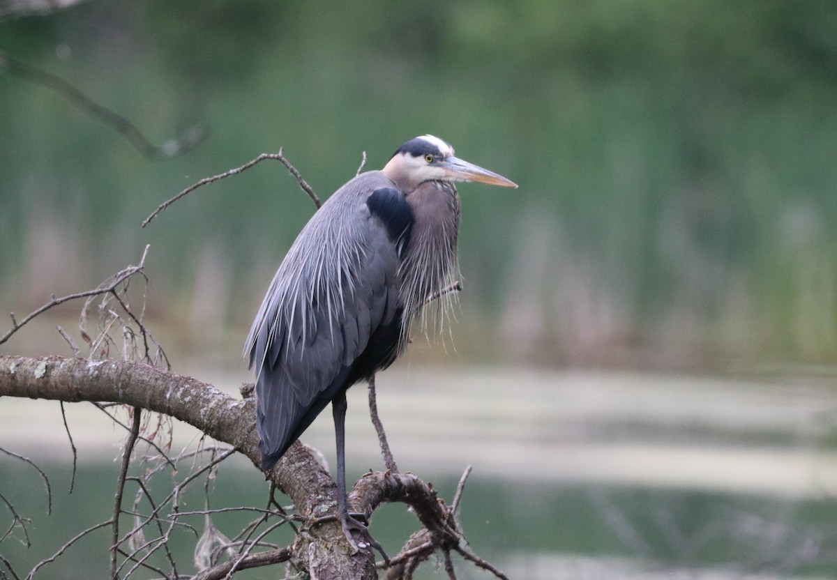 eBird Checklist - 5 Jun 2023 - Proud Lake SRA - 46 species (+1 other taxa)