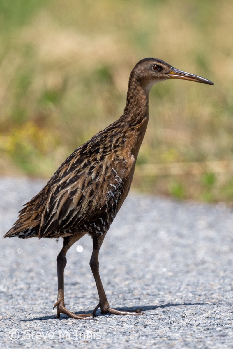 eBird Checklist - 5 Jun 2023 - Prime Hook NWR--Prime Hook Beach Rd ...